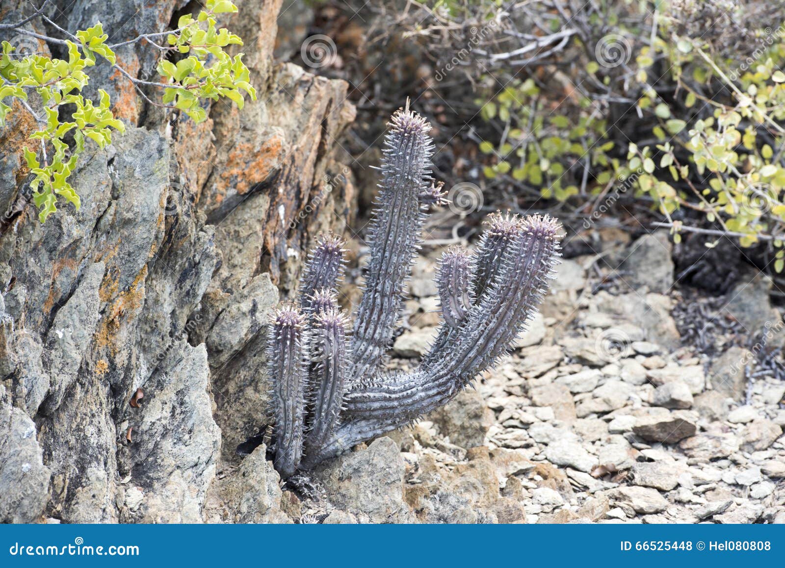 Grey cactus stock photo. Image of desert, grow, needles - 66525448