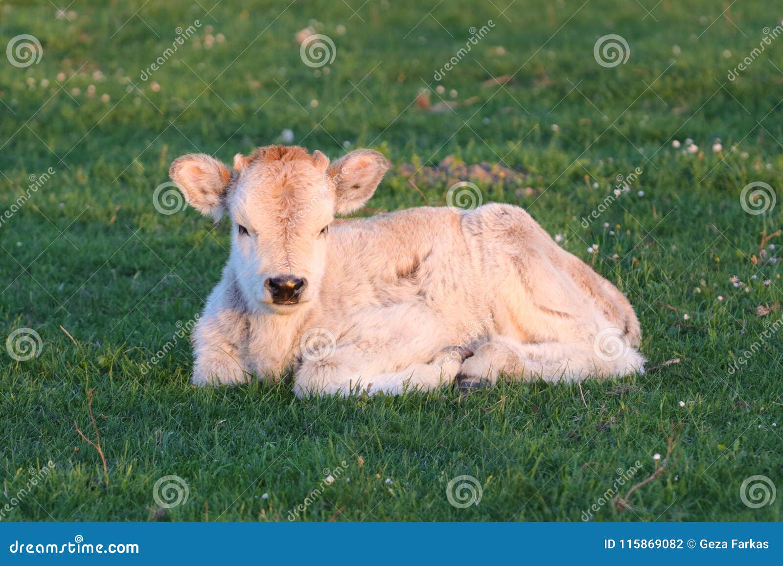 Grey Calf Rest on the Grass Stock Photo - Image of calf, hungary: 115869082