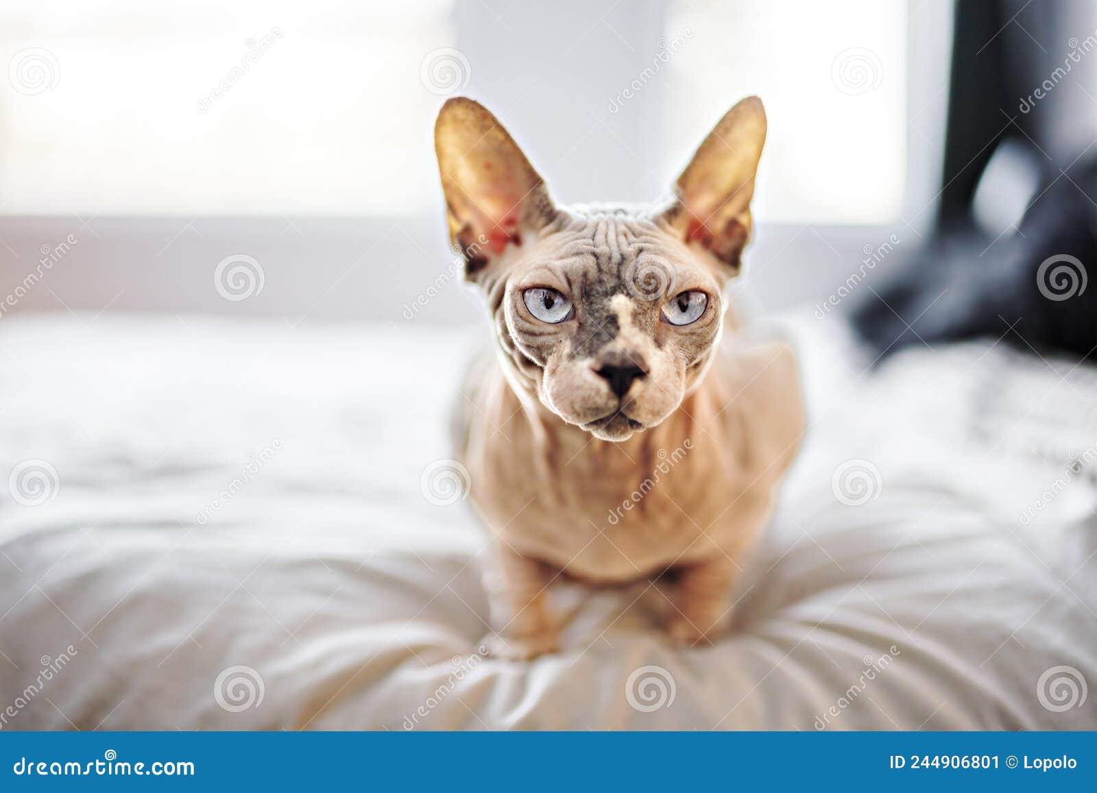 Grey Canadian Mink Point Sphynx Cat on Bedroom Stock Image - Image of ...