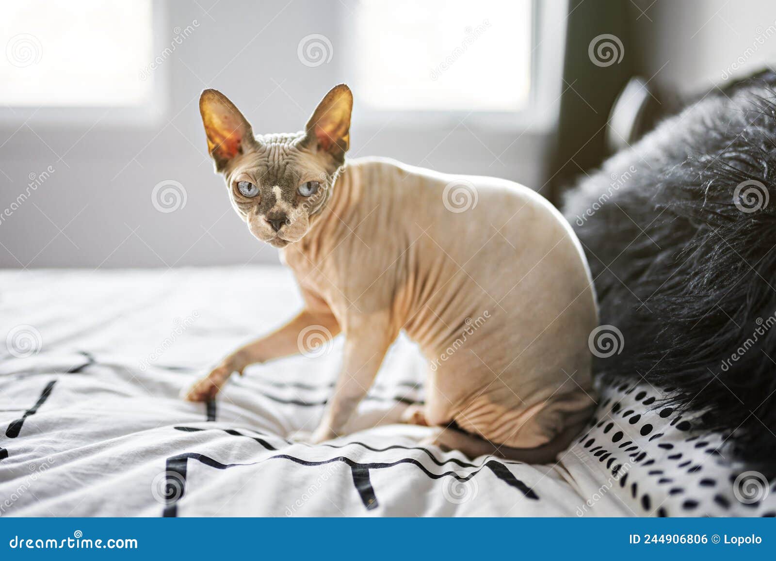 Grey Canadian Mink Point Sphynx Cat on Bedroom Stock Photo - Image of ...