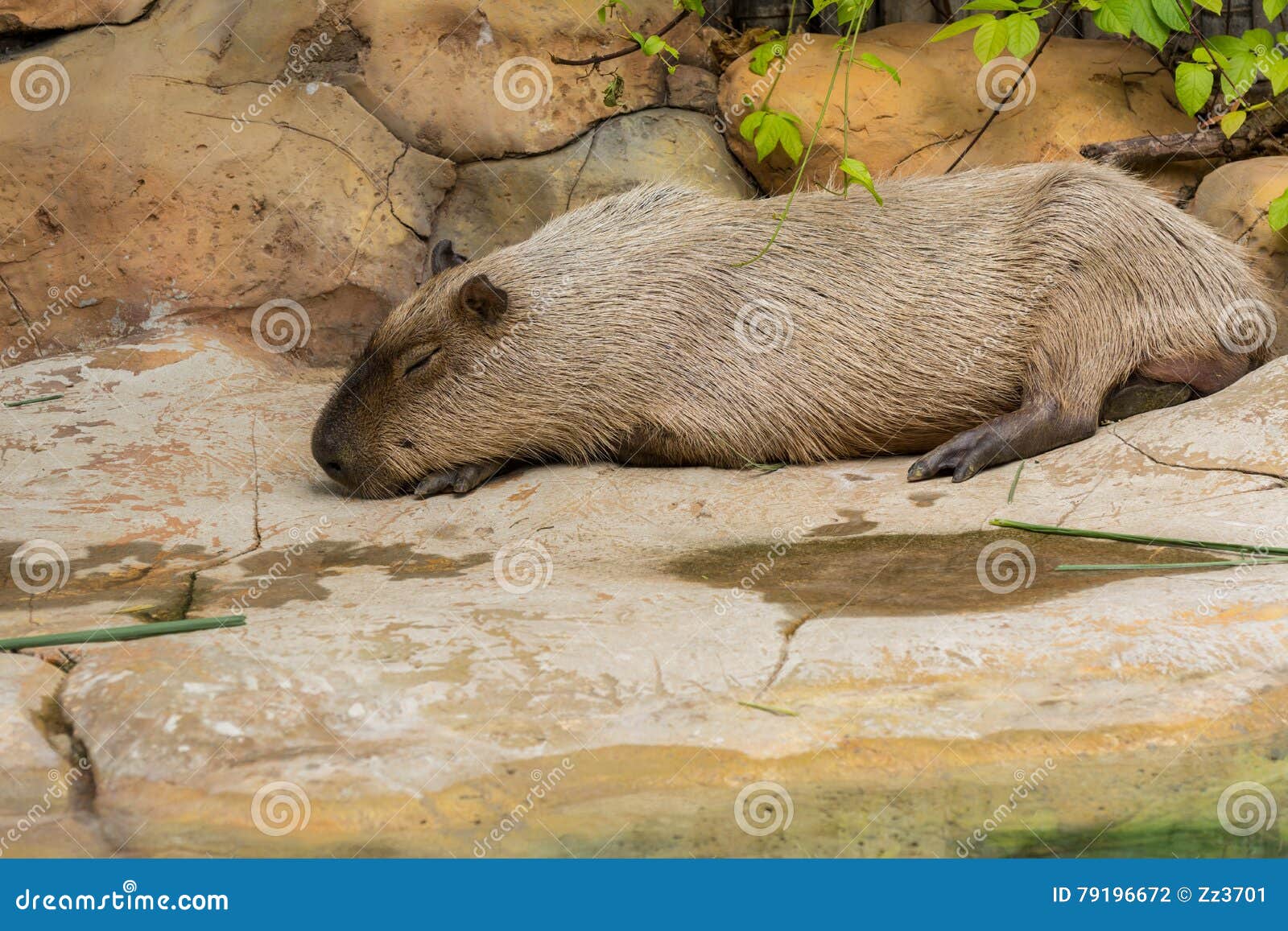 Grey Capybara Sleeping Zoo Stock Photos - Free & Royalty-Free Stock ...