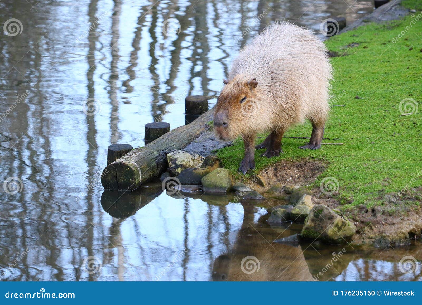 Grey Capybara Standing on a Field of Green Grass Next To the Water ...