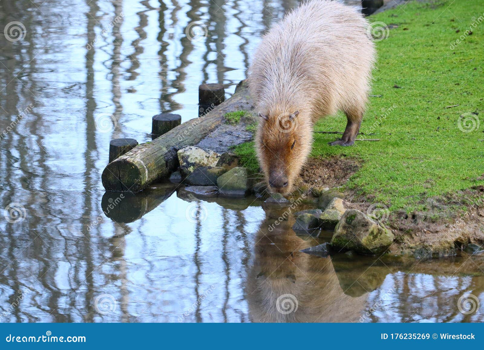 Grey Capybara Standing on a Field of Green Grass Next To the Water ...