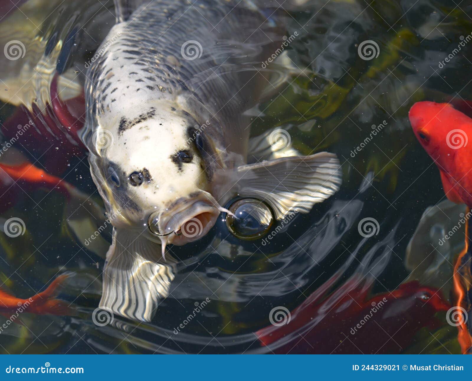 Grey Carp Koi on the Water Surface Stock Image - Image of scale, white ...
