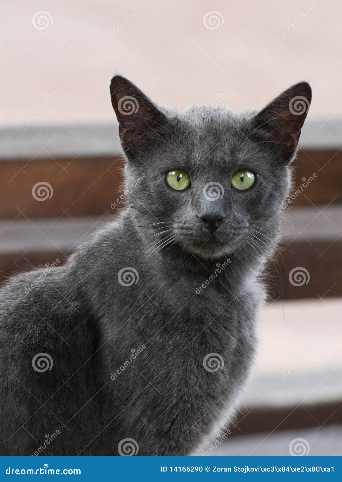 Grey cat stock photo. Image of nature, portrait, predator - 14166290
