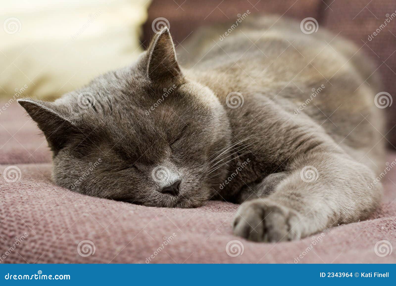 Grey cat stock photo. Image of mammal, sleeping, rest - 2343964