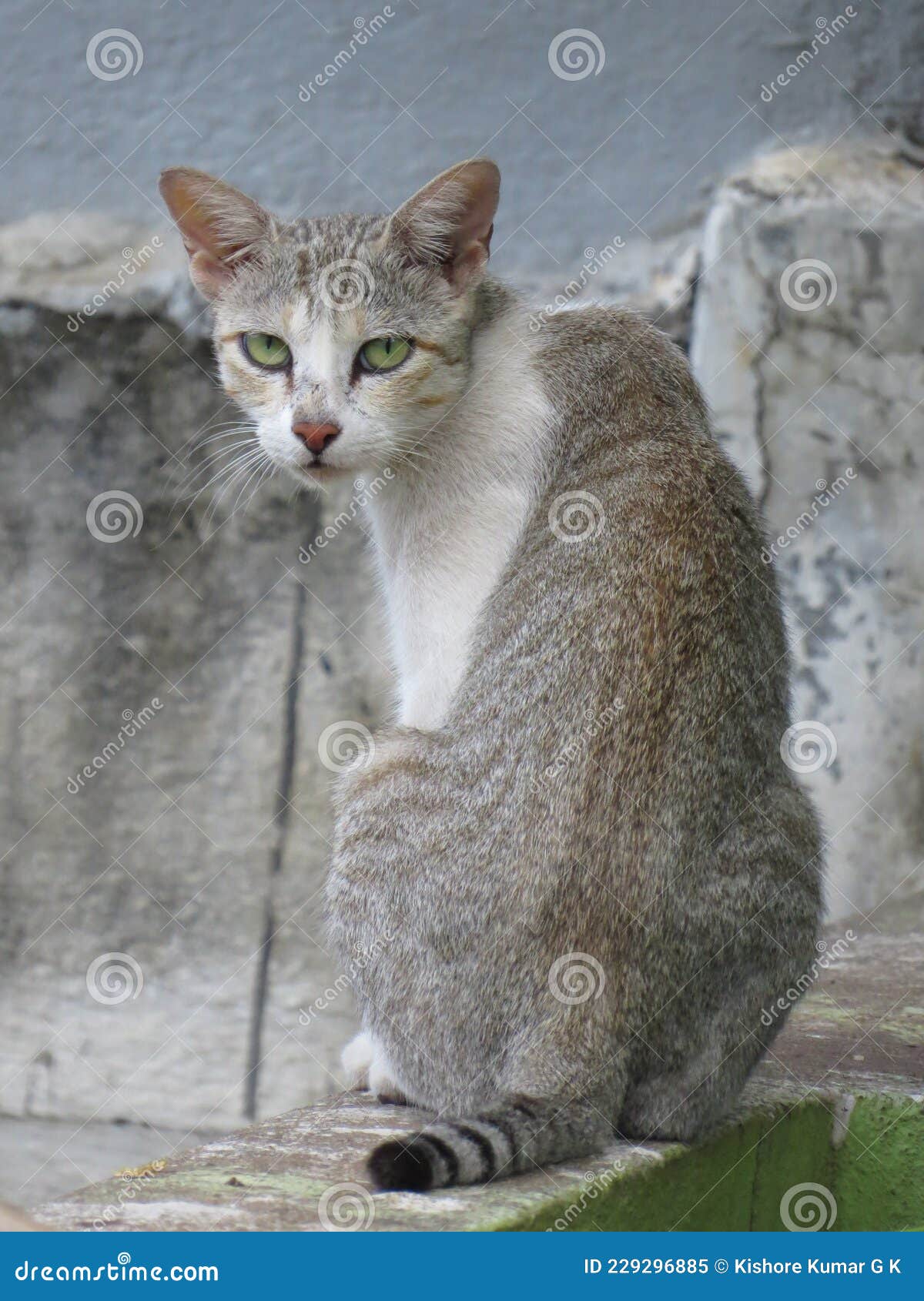 A grey cat back side look stock image. Image of grey - 229296885