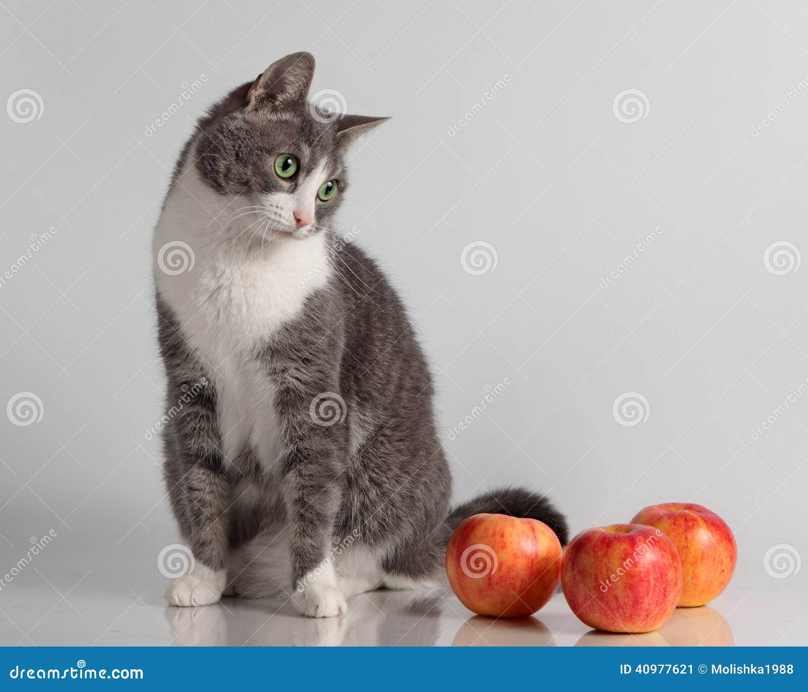 Grey Cat on Background with Red Apple Stock Image - Image of young ...
