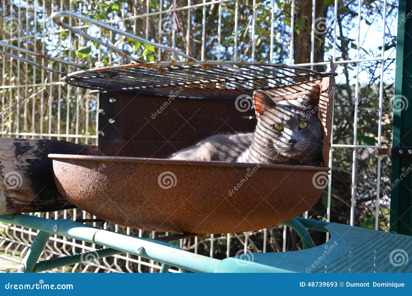 Grey cat in barbeque stock image. Image of marks, outdoors - 48739693