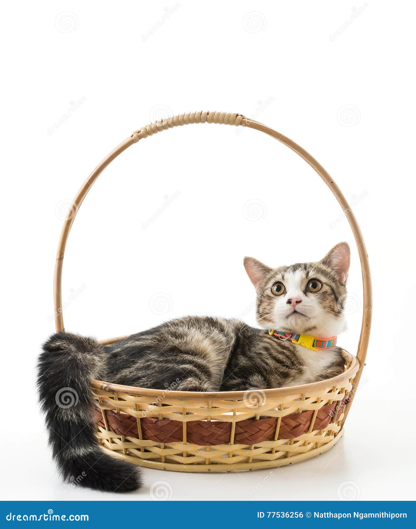 Grey cat in basket stock photo. Image of british, adorable - 77536256