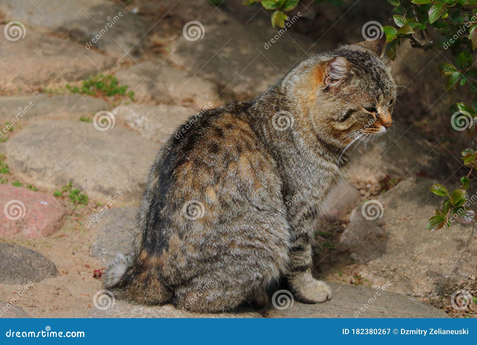 Grey Cat Basking in the Sun, Selective Focus Stock Image - Image of ...