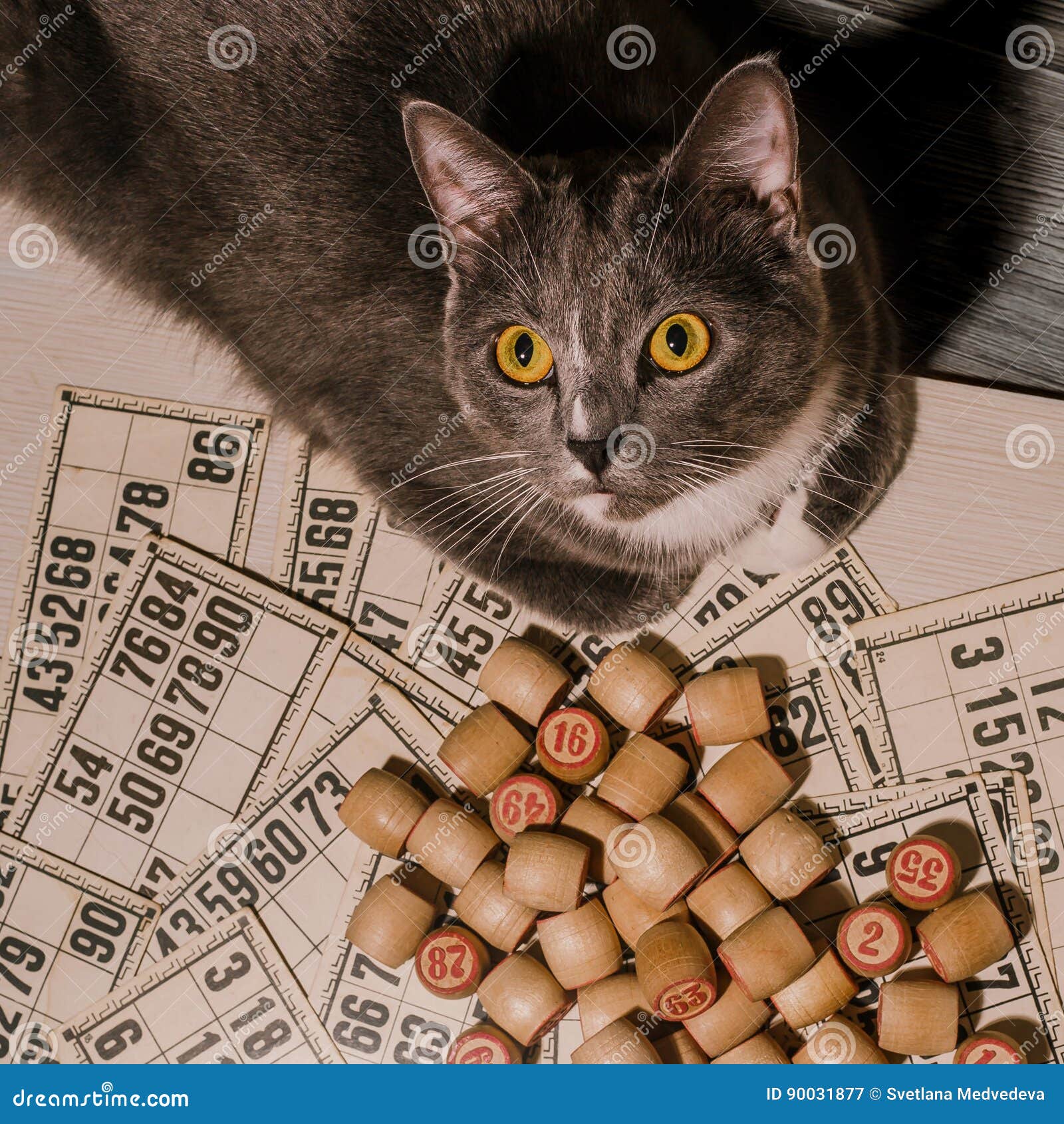 Grey Cat and Bingo. Tabletop Old Lotto Game with Cat Stock Image ...