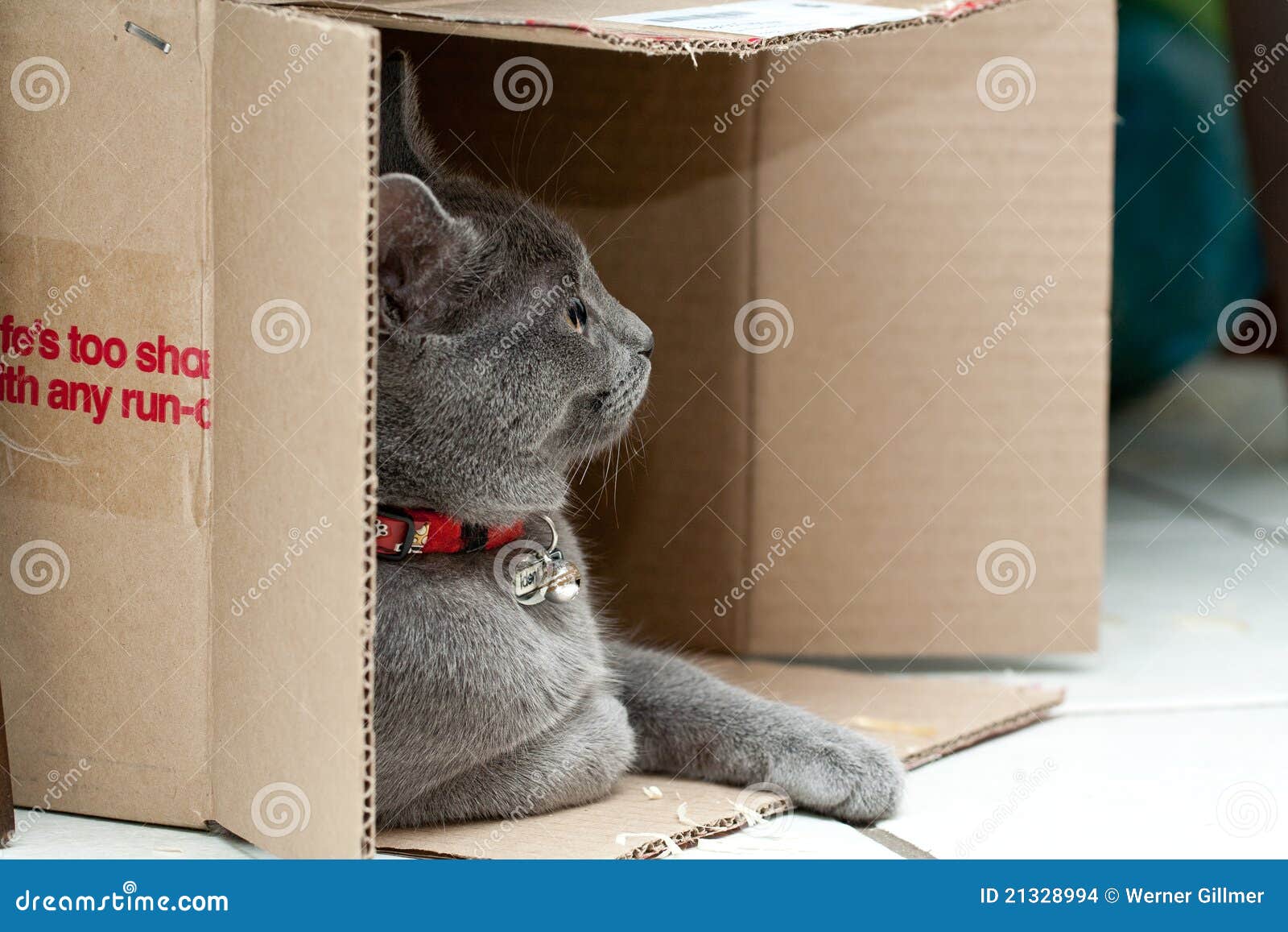 Grey cat in a box stock photo. Image of breed, adorable - 21328994