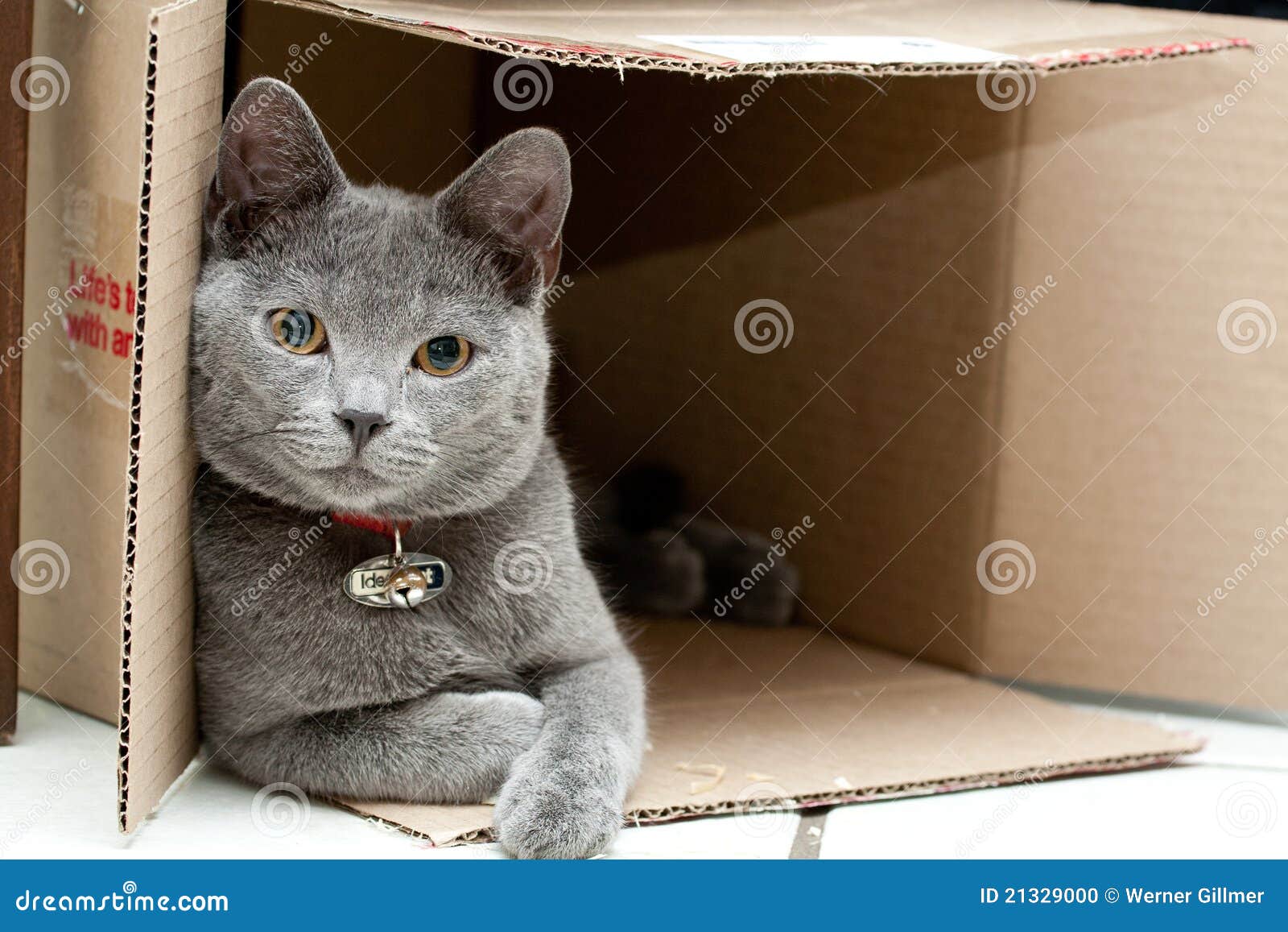 Grey cat in a box stock photo. Image of indoors, looking - 21329000