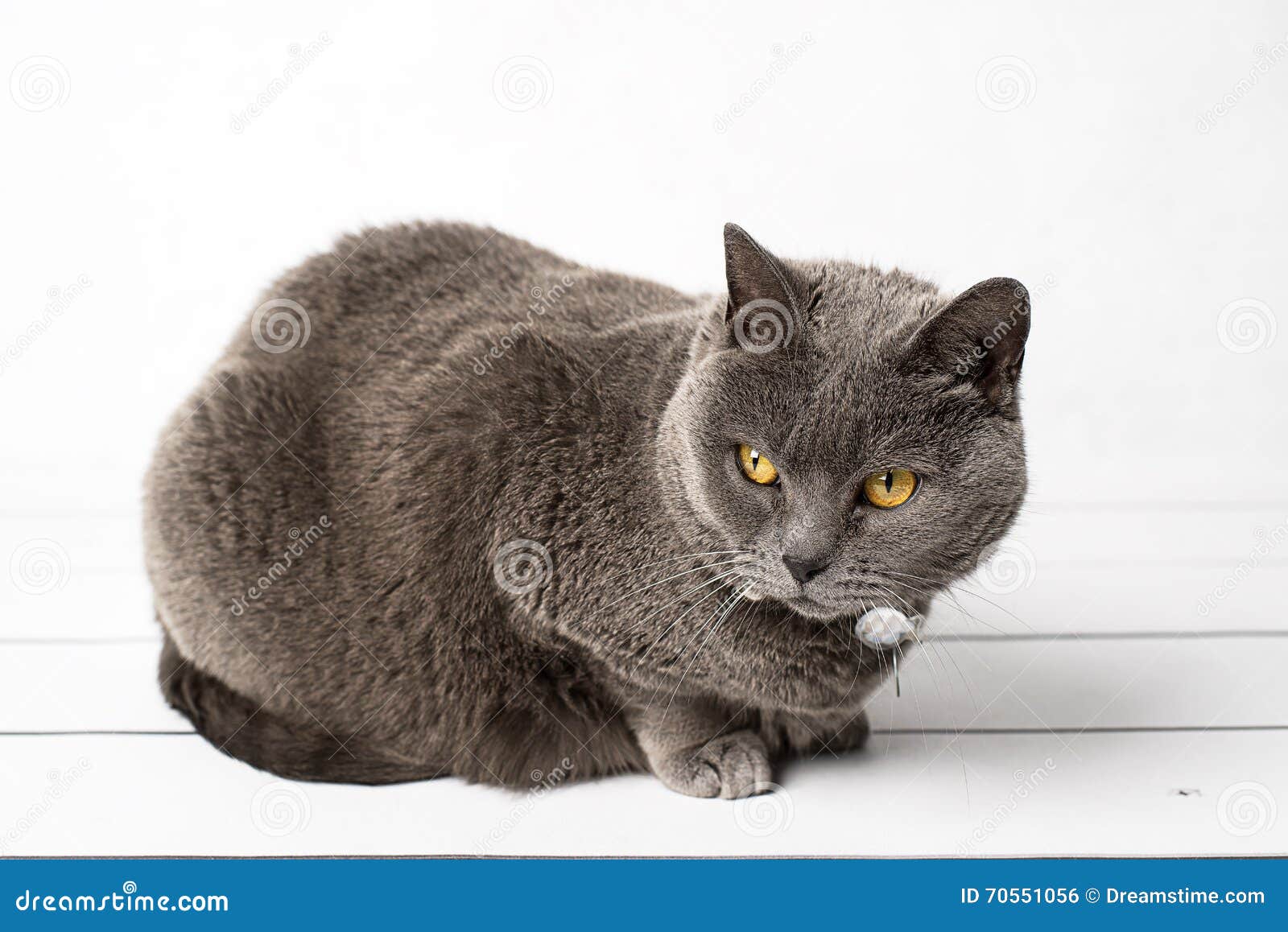 Grey cat chartreux stock photo. Image of face, portrait - 70551056