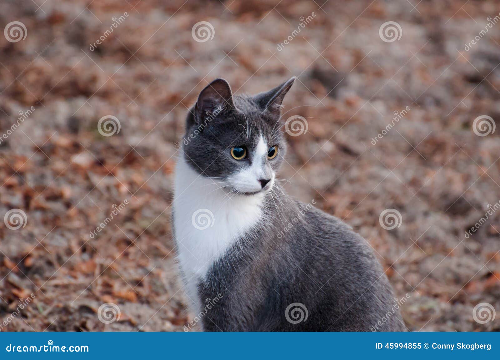 Grey cat stock image. Image of whiskers, interest, vigilance - 45994855