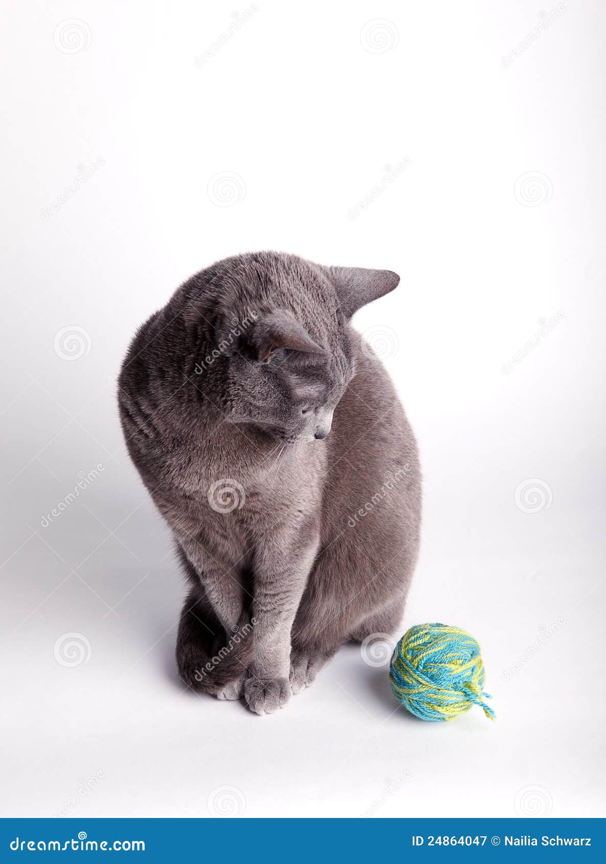 Grey Cat Contemplating a Ball of Wool Stock Image - Image of creature ...