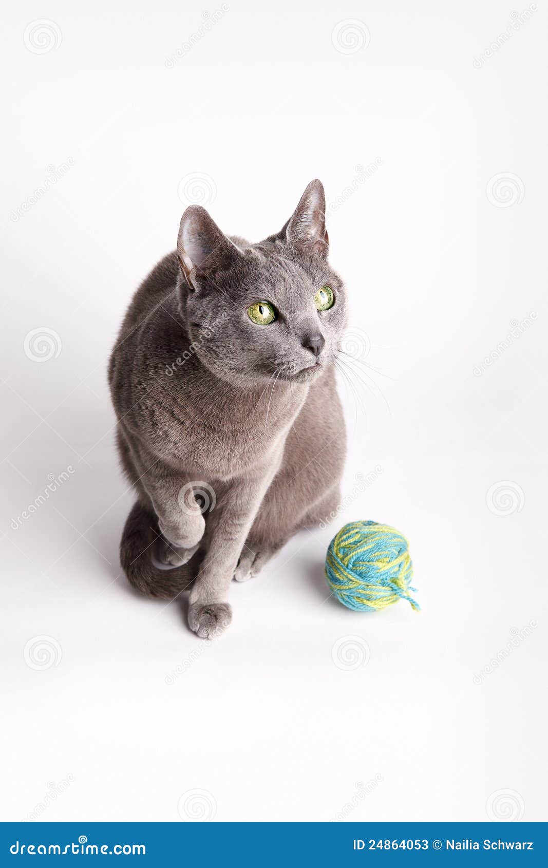 Grey Cat Contemplating a Ball of Wool Stock Image - Image of puss ...