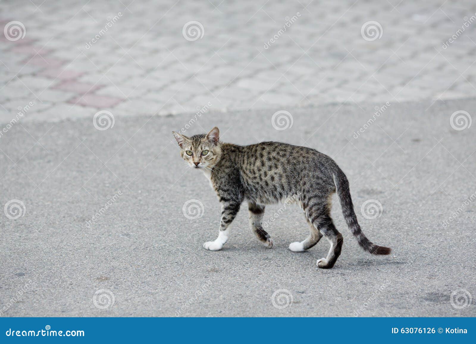 Grey Cat Crossing the Road Street. Stock Photo - Image of recreation ...