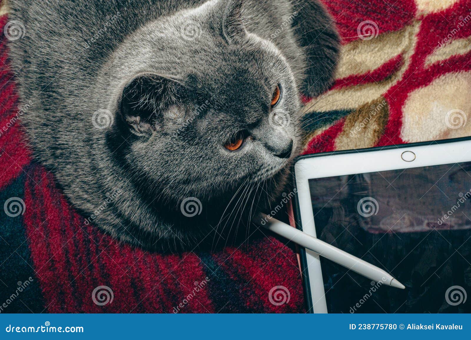 Grey Cat, Electronic Tablet and Stylus, Pet Stock Photo - Image of ...