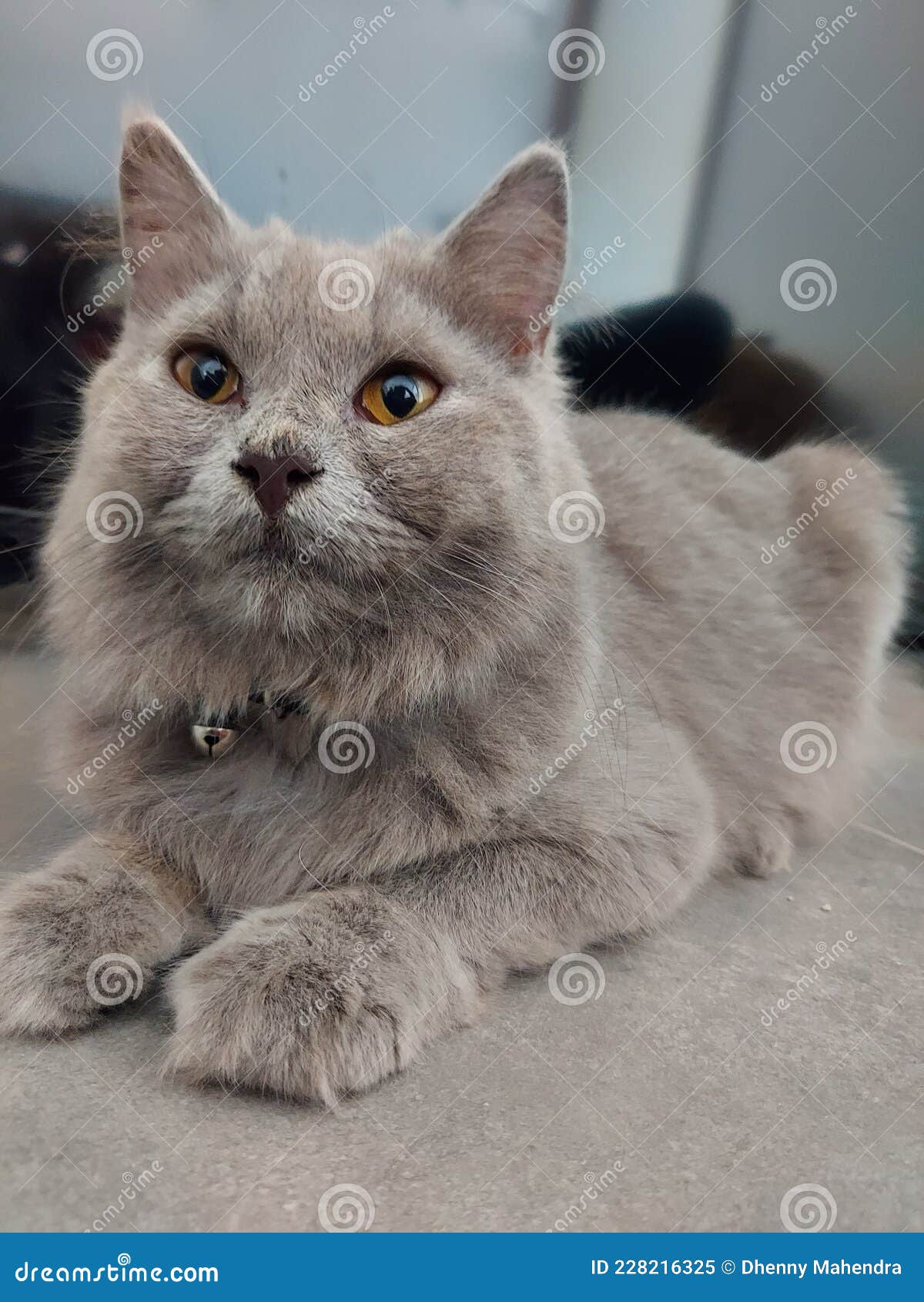 Grey Cat on Face stock image. Image of wildcat, animal - 228216325