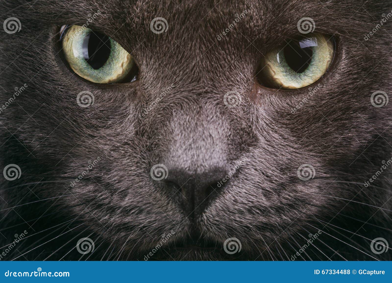 Grey Cat Face Closeup with Green Eyes Stock Photo - Image of fear ...