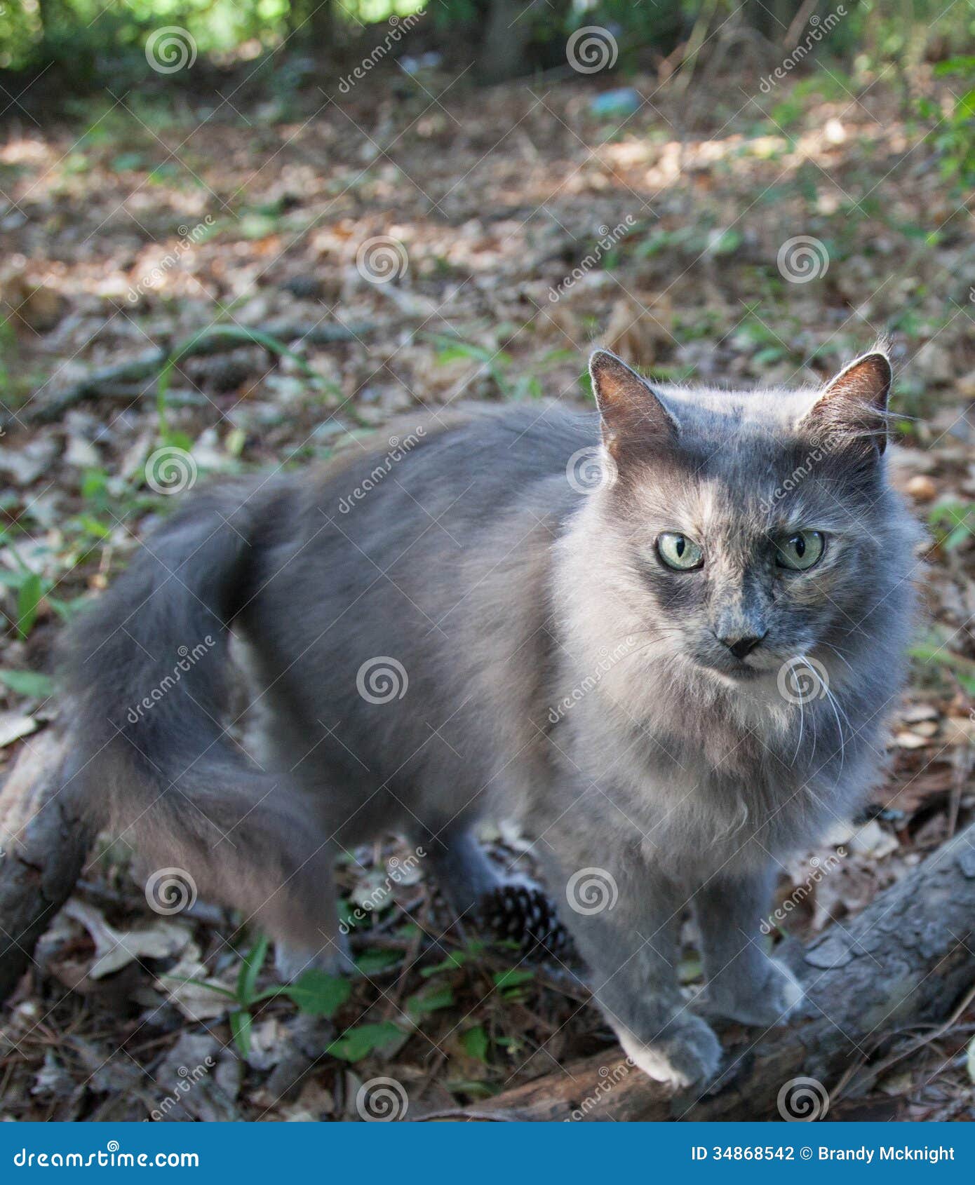 Grey Cat in the Fall Foliage Stock Photo - Image of gray, fall: 34868542