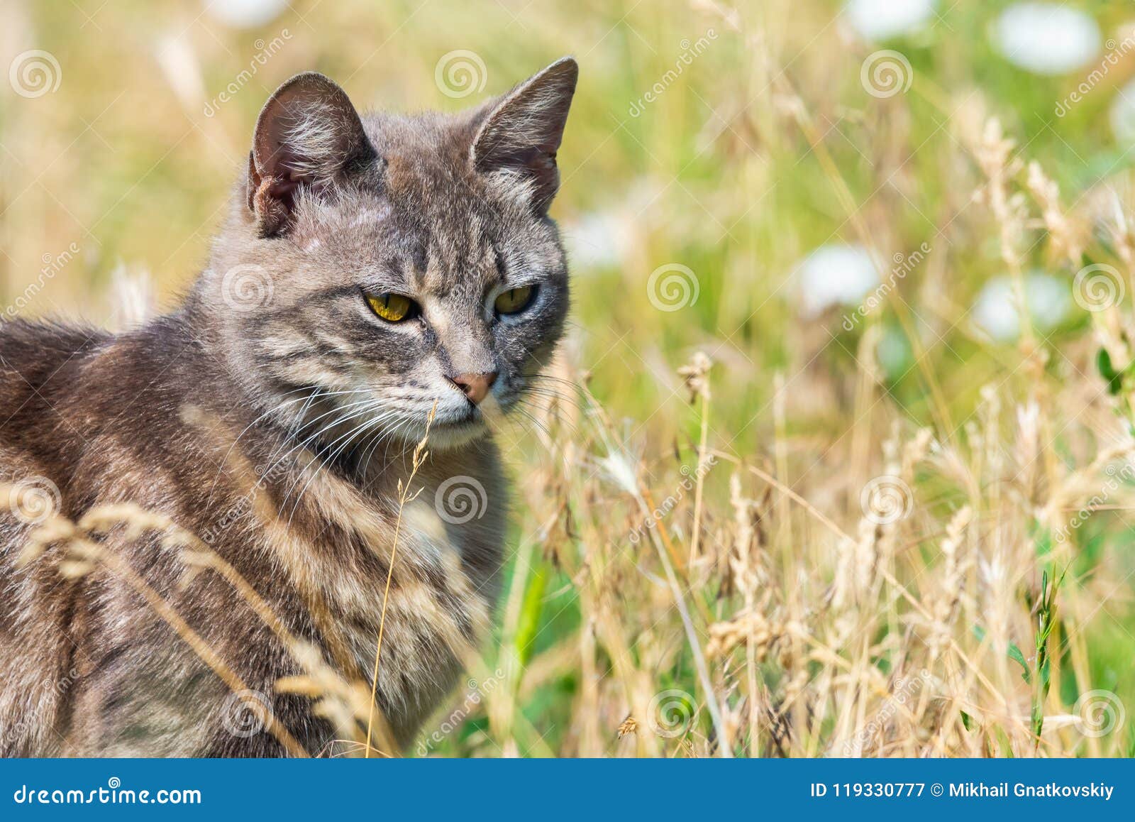 Grey cat in grass stock image. Image of mammal, domestic - 119330777