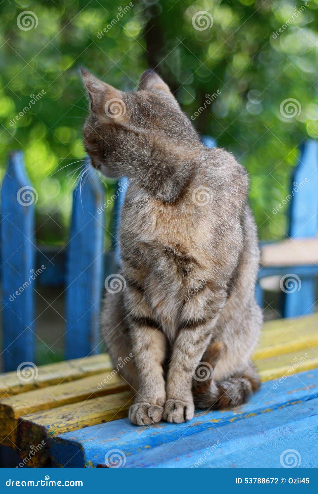 Grey cat stock photo. Image of nature, street, back, looks - 53788672