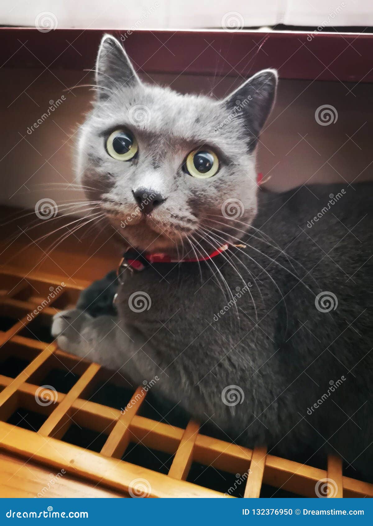 Grey cat stock photo. Image of grey, cateyes, kitten - 132376950