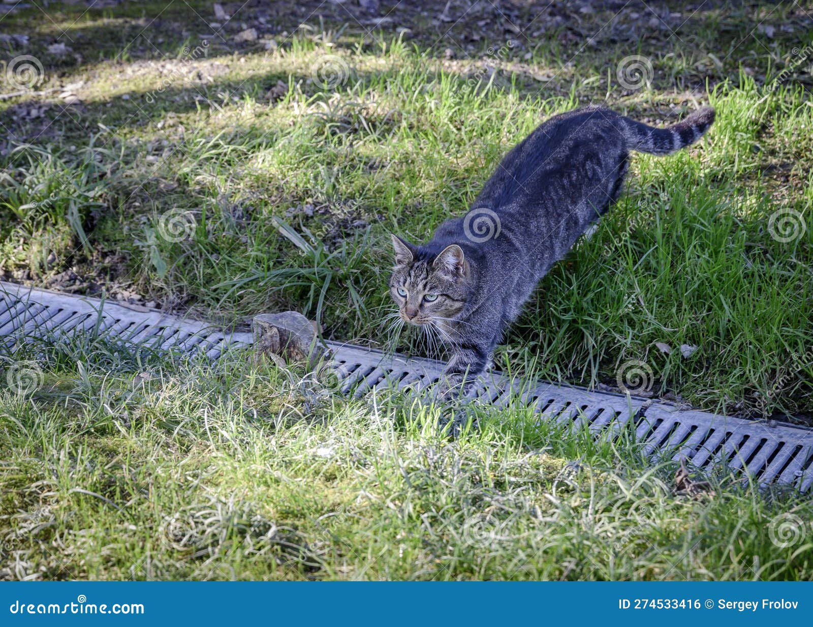 Grey Cat with Green Eyes Hunts in the Grass in the Park Stock Photo ...