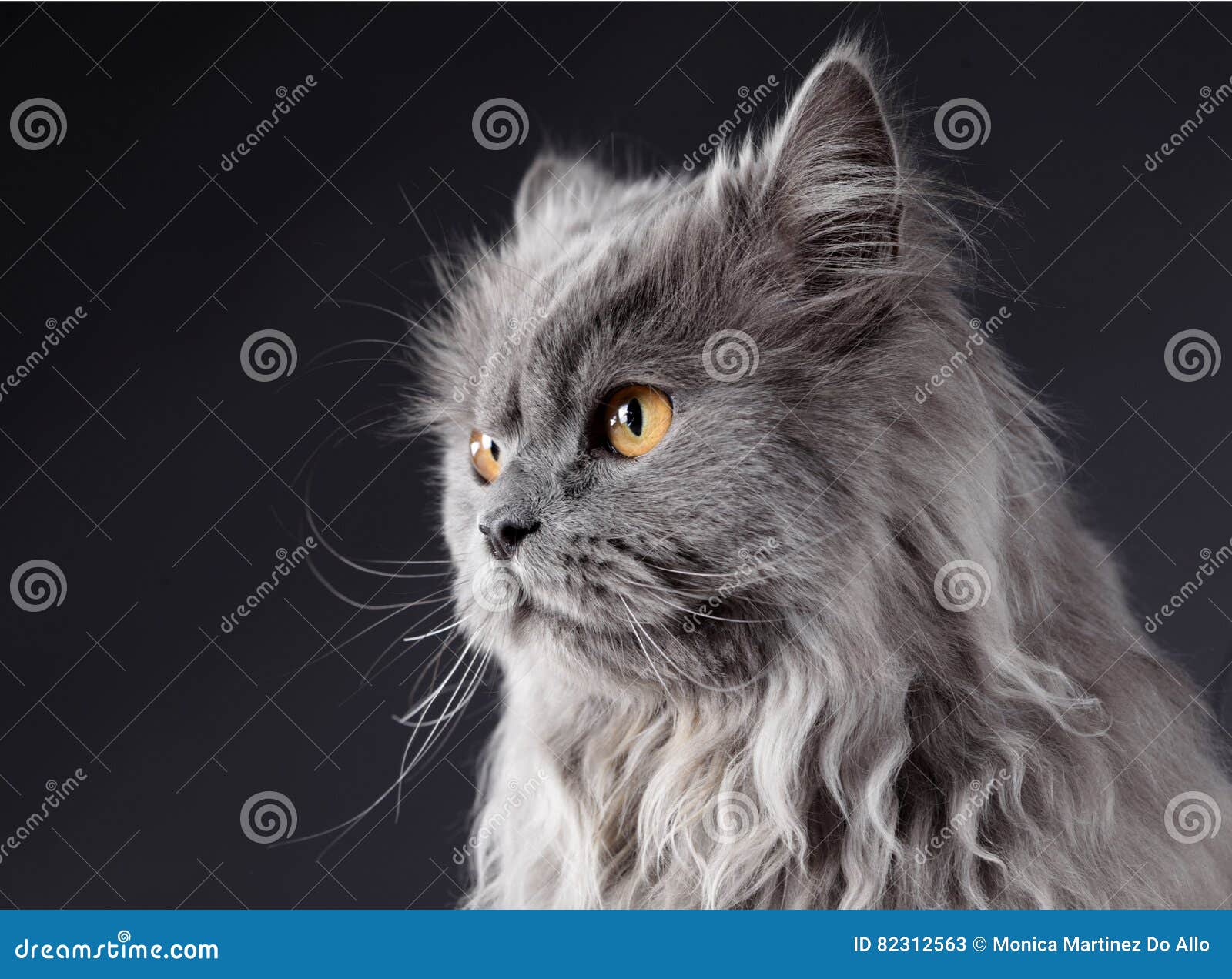 The grey cat stock image. Image of kitten, hair, black - 82312563