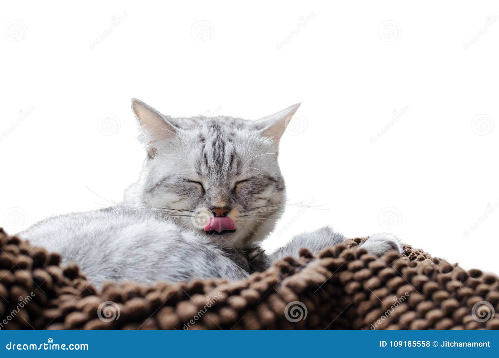 Grey Cat Isolate on White Background Hermosa Foto de archivo - Imagen ...
