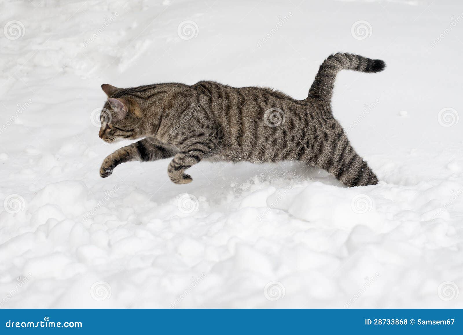 Grey Cat is Jumping on the Snow Stock Photo - Image of snow, coat: 28733868