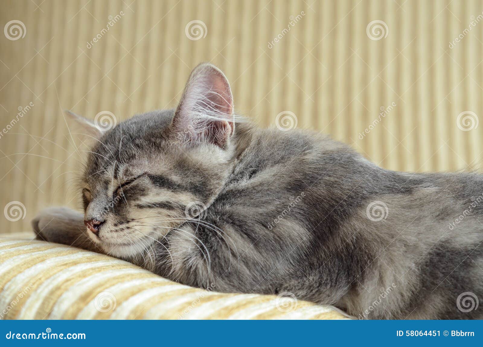 Grey cat (kitten) sleeping stock image. Image of fluffy - 58064451