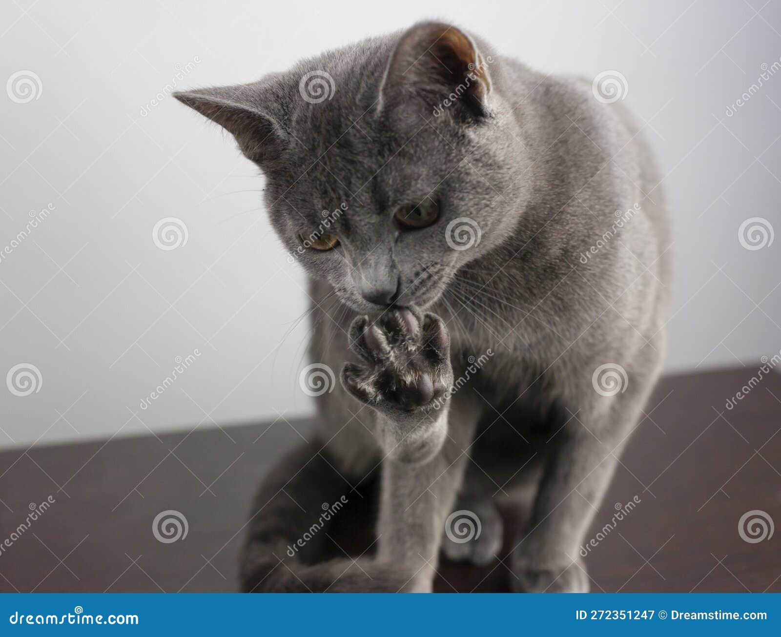 A Grey Cat Licking Its Paw with Claws Out. Stock Image - Image of ...