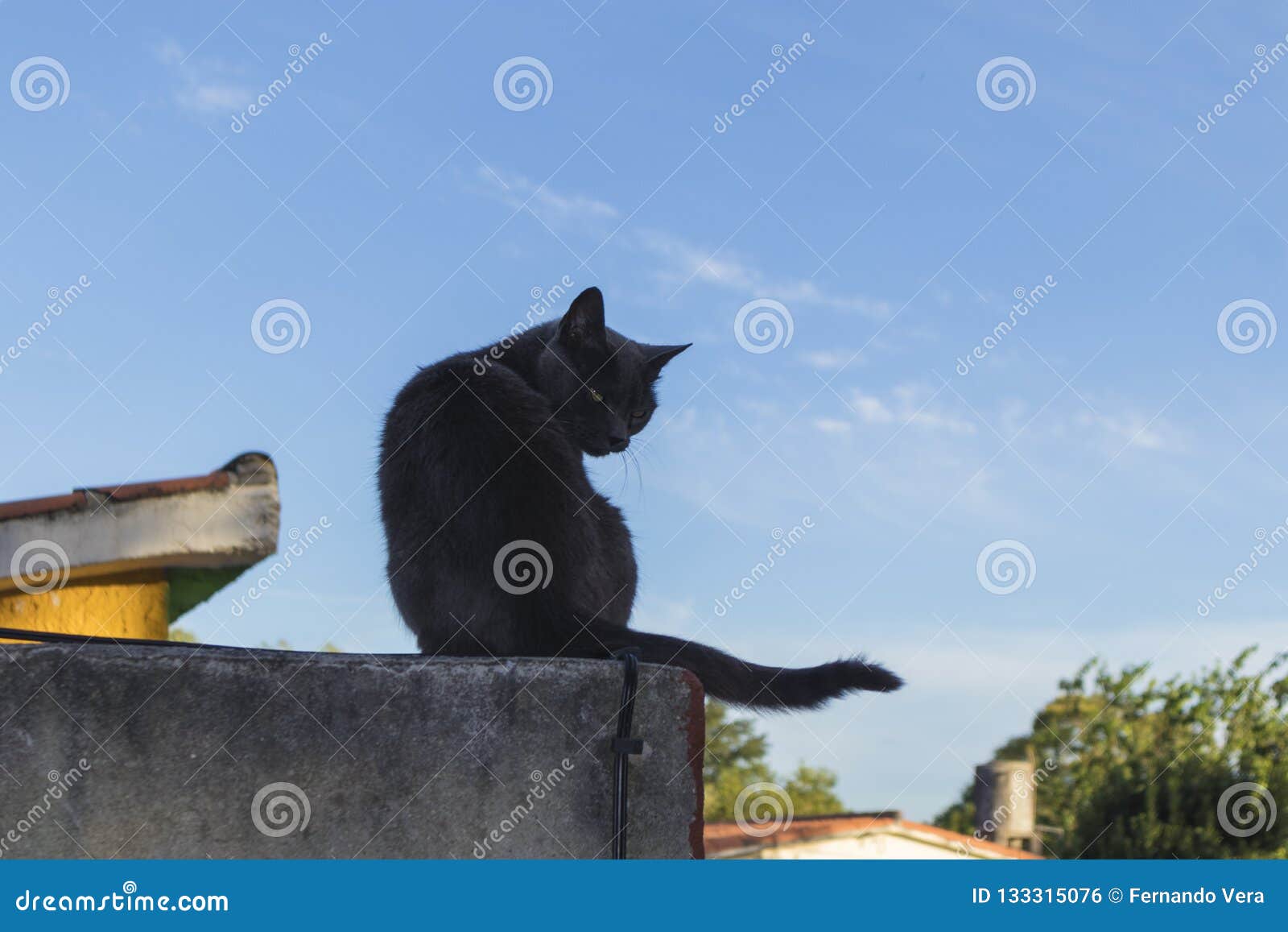A grey cat looking back stock photo. Image of cats, kitty - 133315076