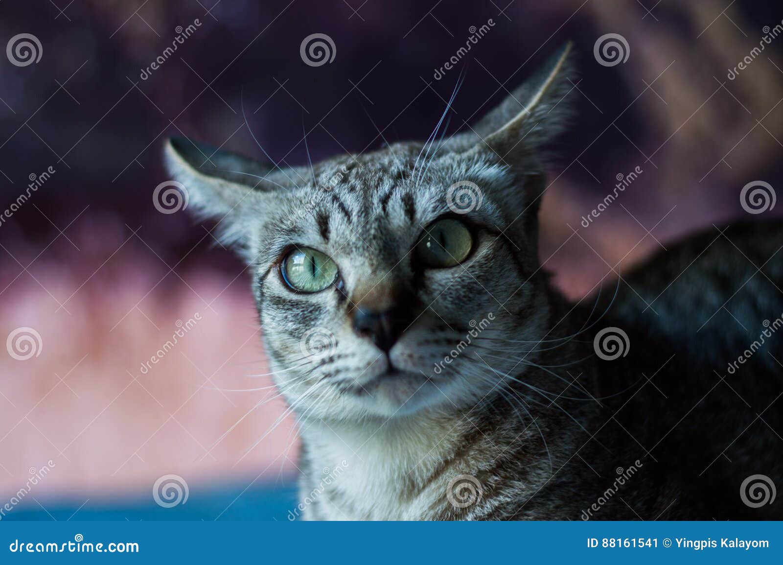 Grey Cat Looking at Camera with Shocked Face. Stock Image - Image of ...