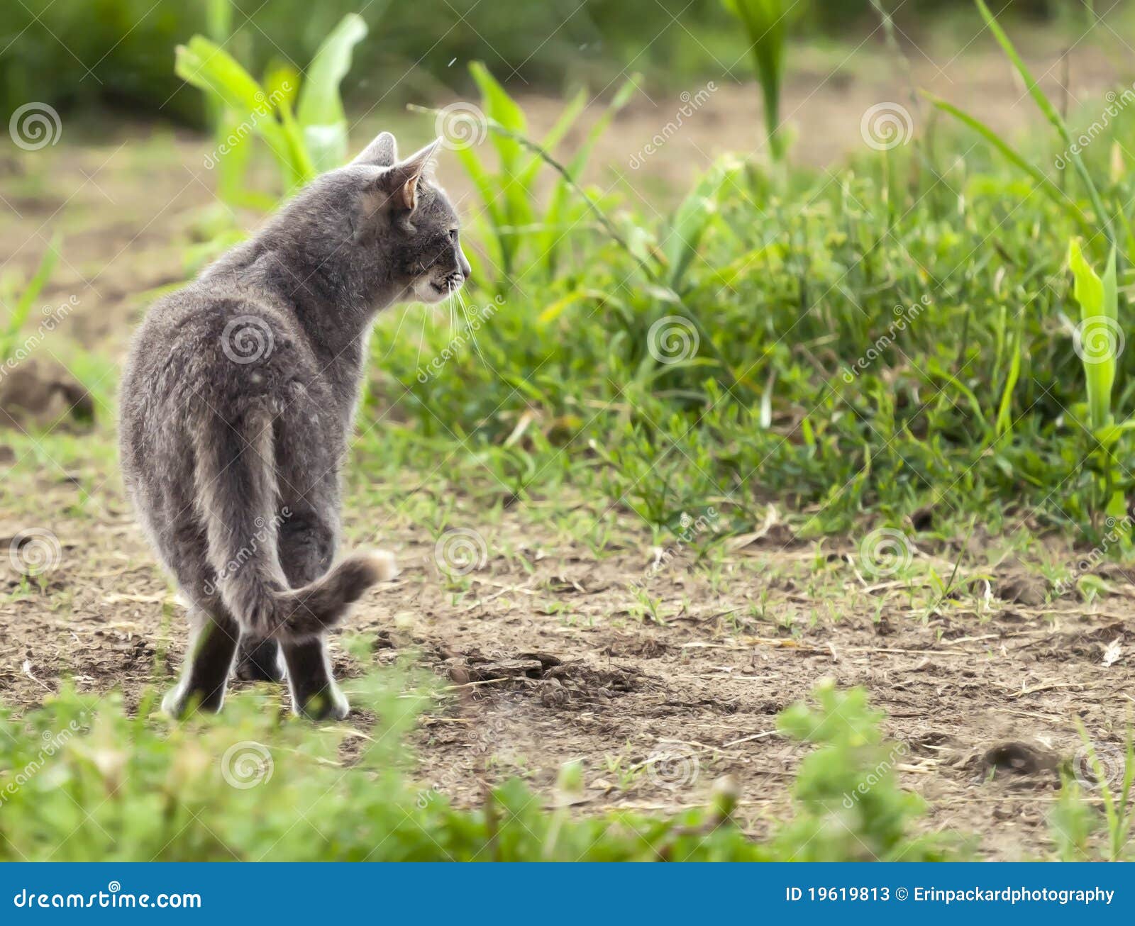 Grey Cat Looking in Distance Stock Image - Image of grassy, tails: 19619813