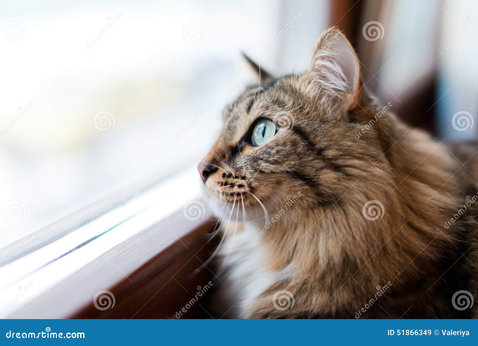 Grey Cat Looking Out the Window Stock Image - Image of hair, animal ...