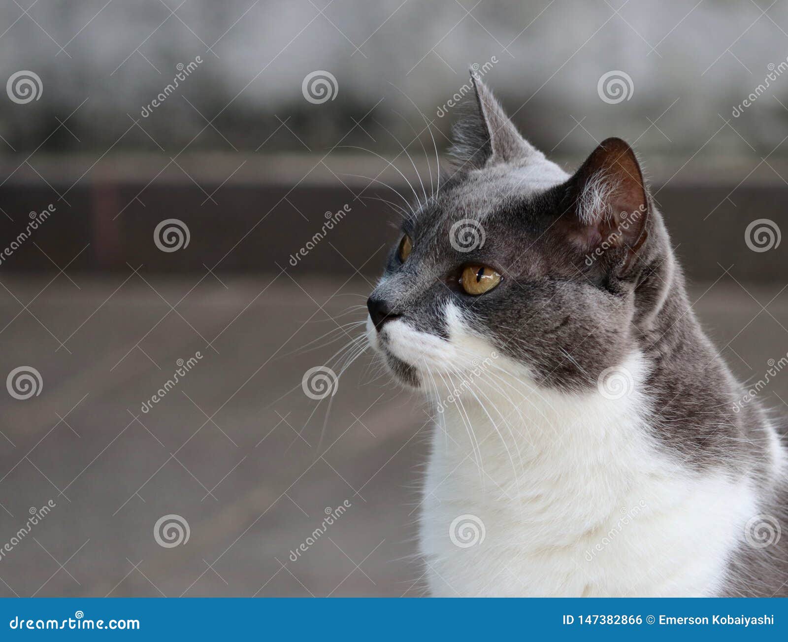 Grey cat looking serious stock photo. Image of serious - 147382866