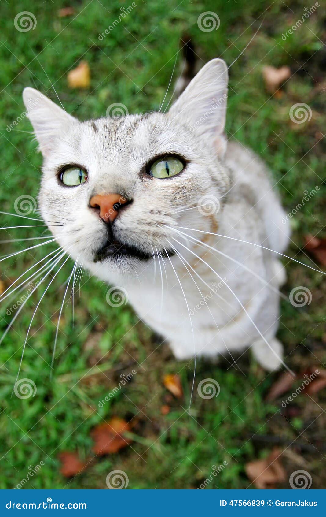 Grey cat looking upwards stock image. Image of green - 47566839