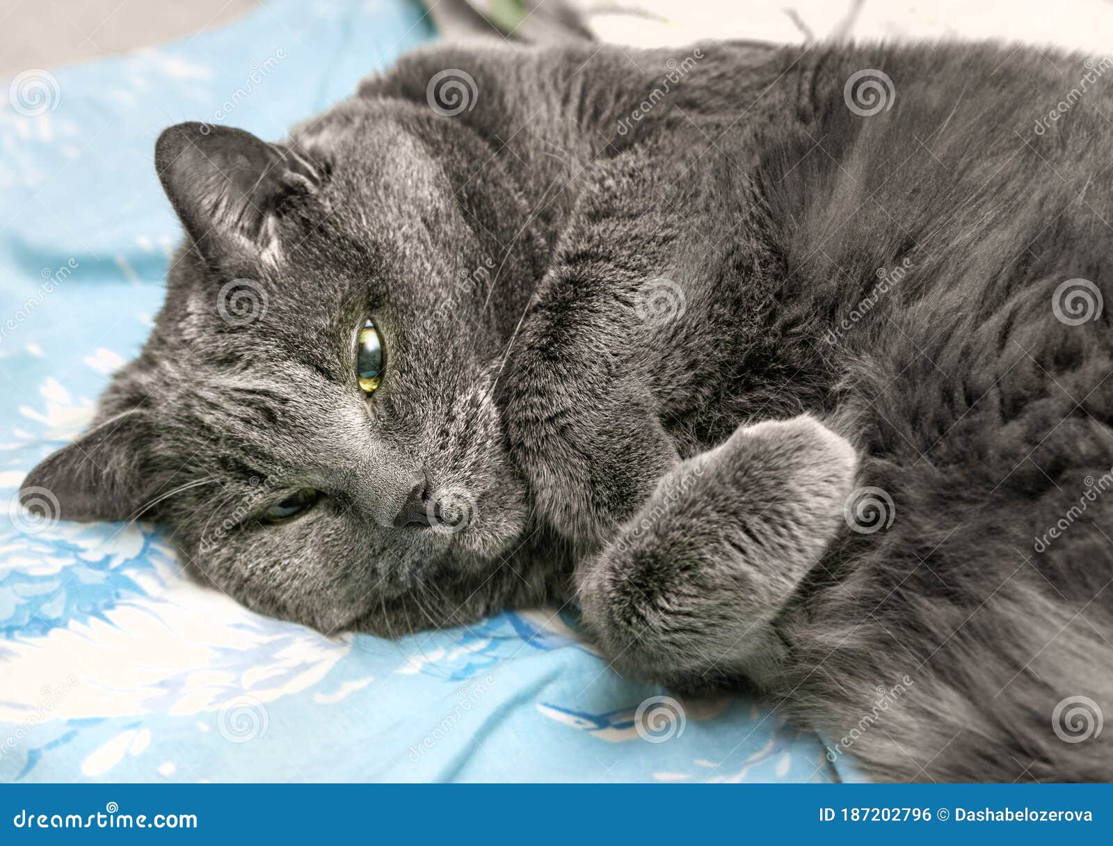Grey Cat Lying on Back in Relaxation Stock Photo - Image of background ...