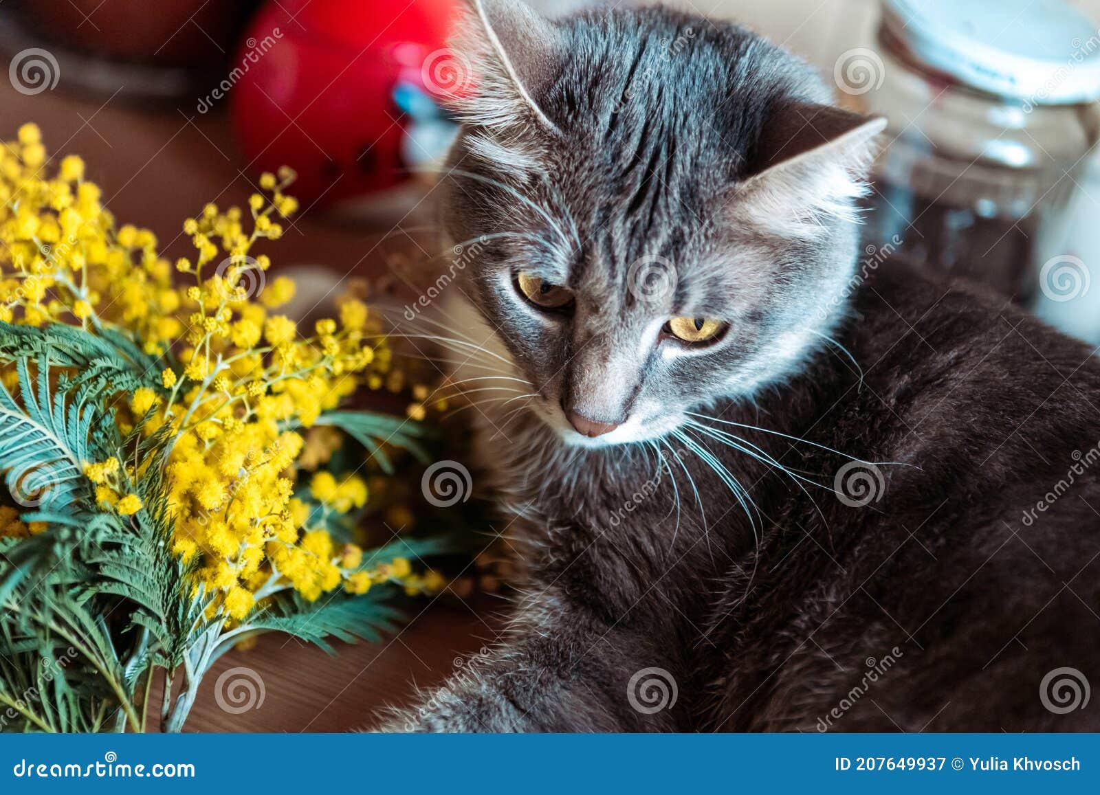 Grey Cat in Mimosa Branches. Stock Image - Image of eyes, close: 207649937