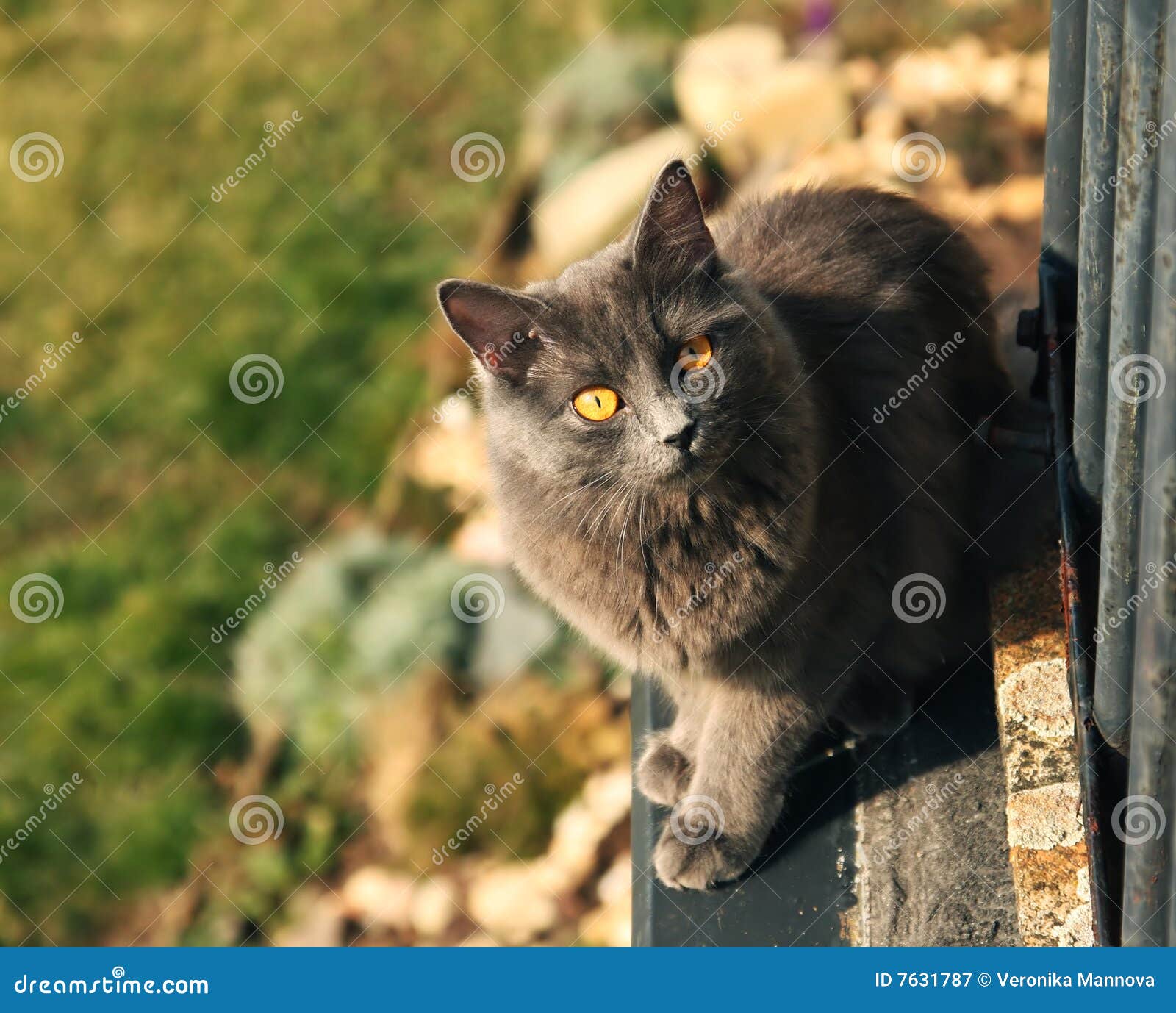 Grey Cat Outdoor stock image. Image of staring, outdoors - 7631787