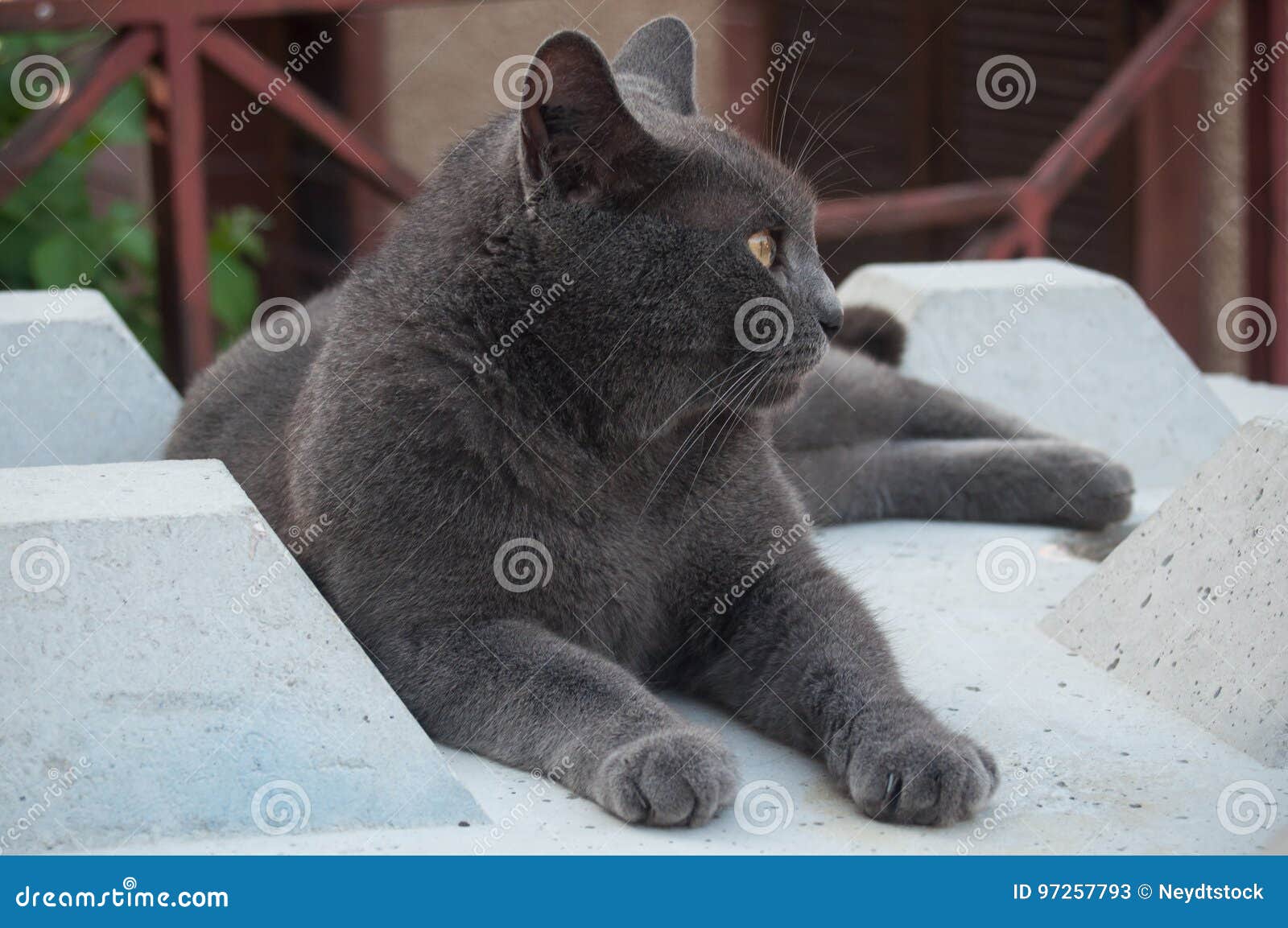 Grey cat in outdoor stock image. Image of kitten, animal - 97257793