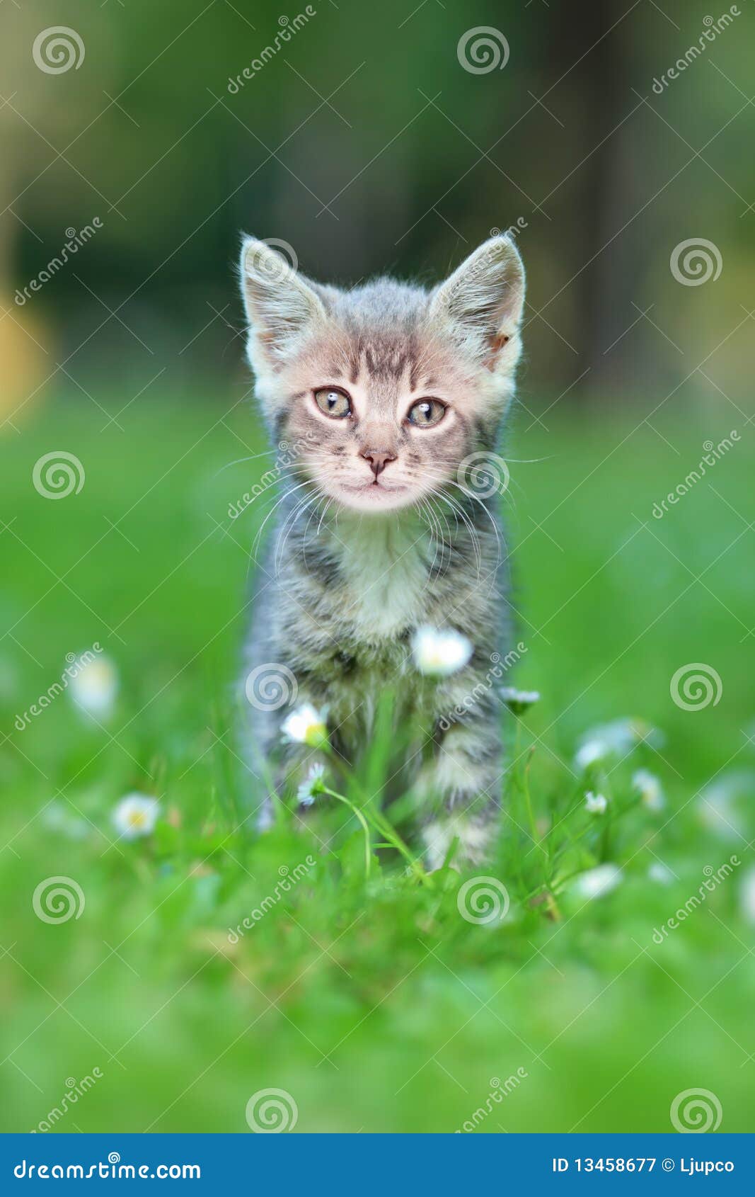 A grey cat outside stock image. Image of gray, pose, green - 13458677
