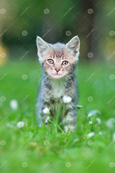 A grey cat outside stock image. Image of gray, pose, green - 13458677