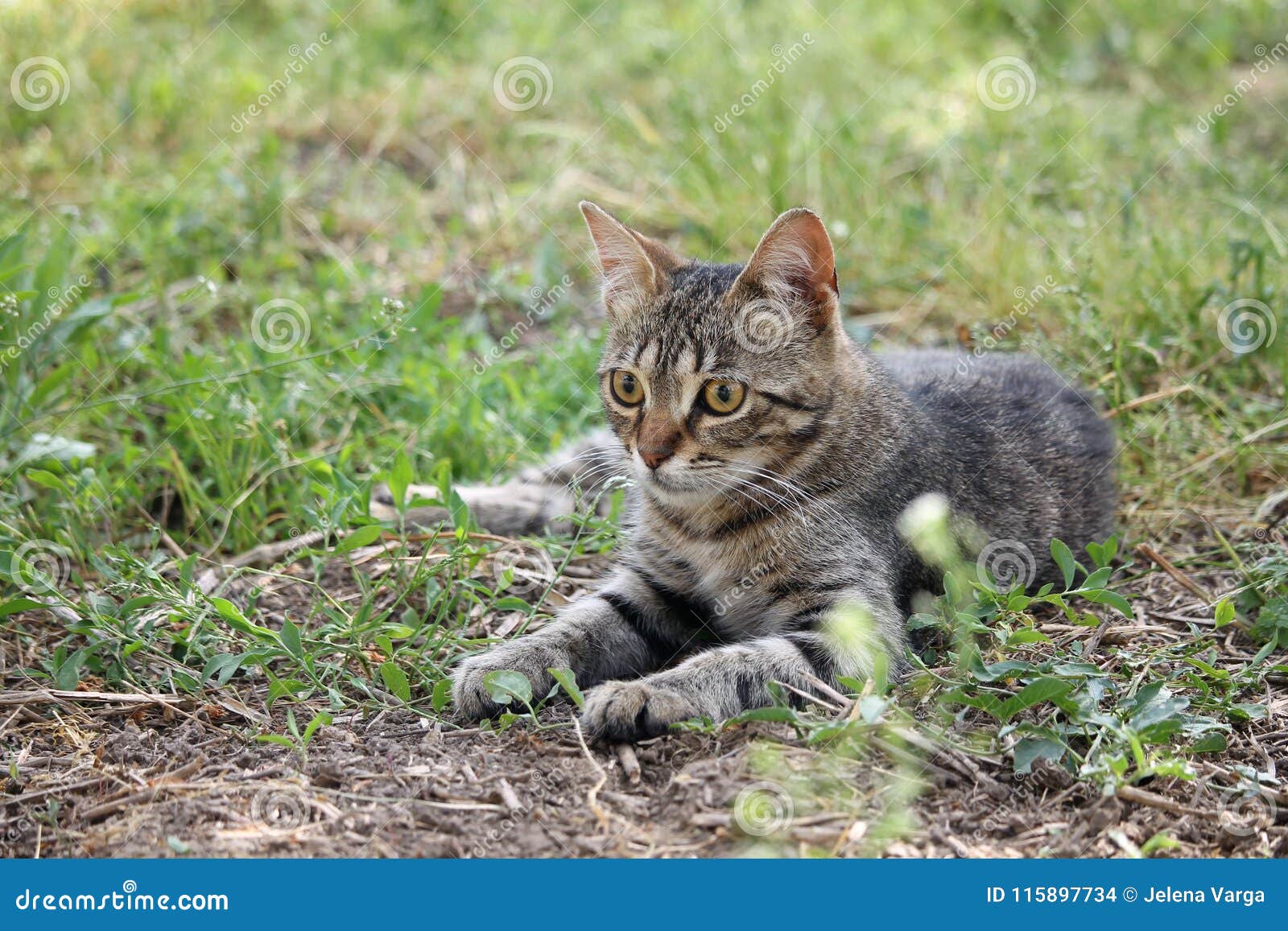 Grey Cat Outside Stock Photos - Download 5,118 Royalty Free Photos