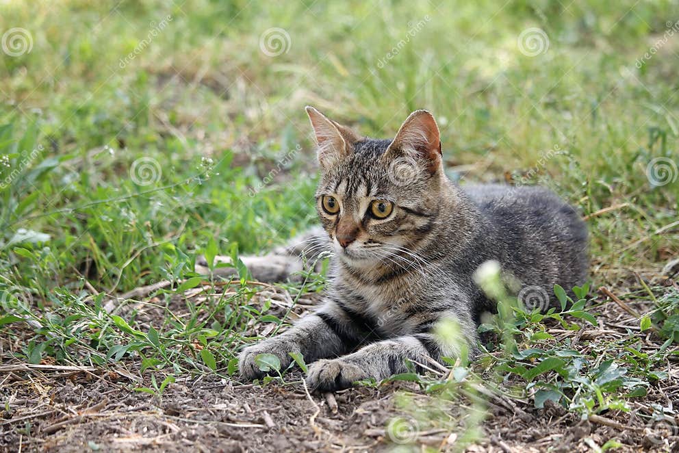 Grey cat outside stock photo. Image of black, kitten - 115897734